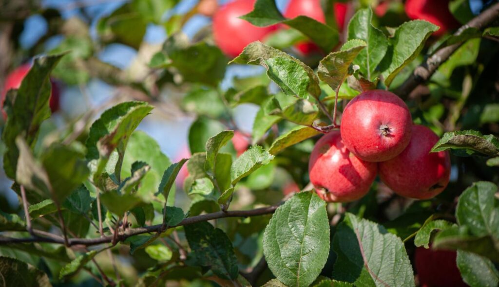 An Apple a Day Keeps the Frowns Away: Funny Apple Jokes