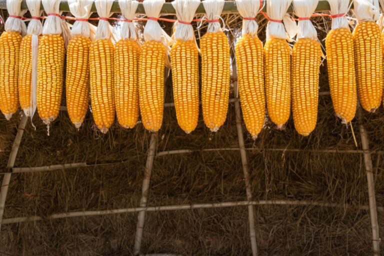 Corny Comedy: Get Ready to Giggle with Corn Jokes