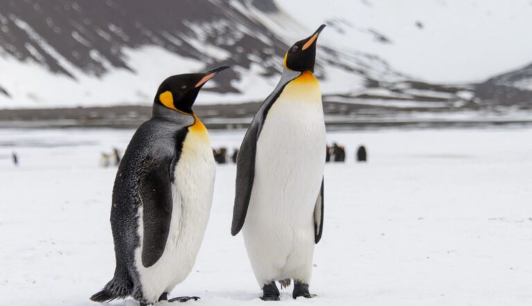 Hilarious Penguin Jokes Guaranteed to Make You Laugh! 🐧