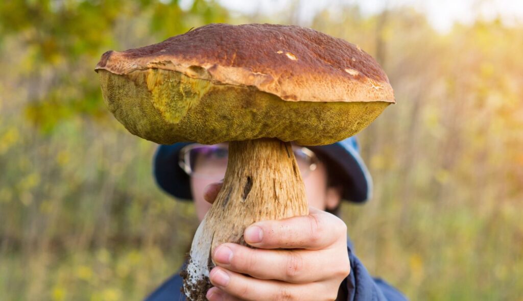 Mushroom Jokes: Funniest Mushroom Jokes to Make You Laugh