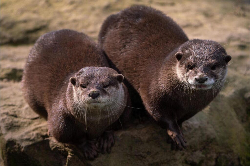 Otterly Funny Splashing Good Otter Jokes