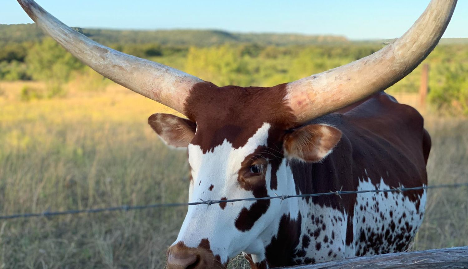Texas-jokes