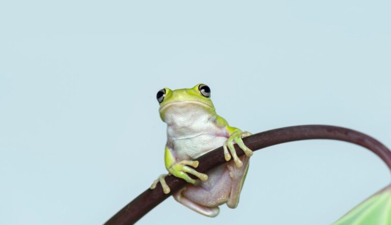 Hop to It! Ribbiting Frog Jokes for a Good Time