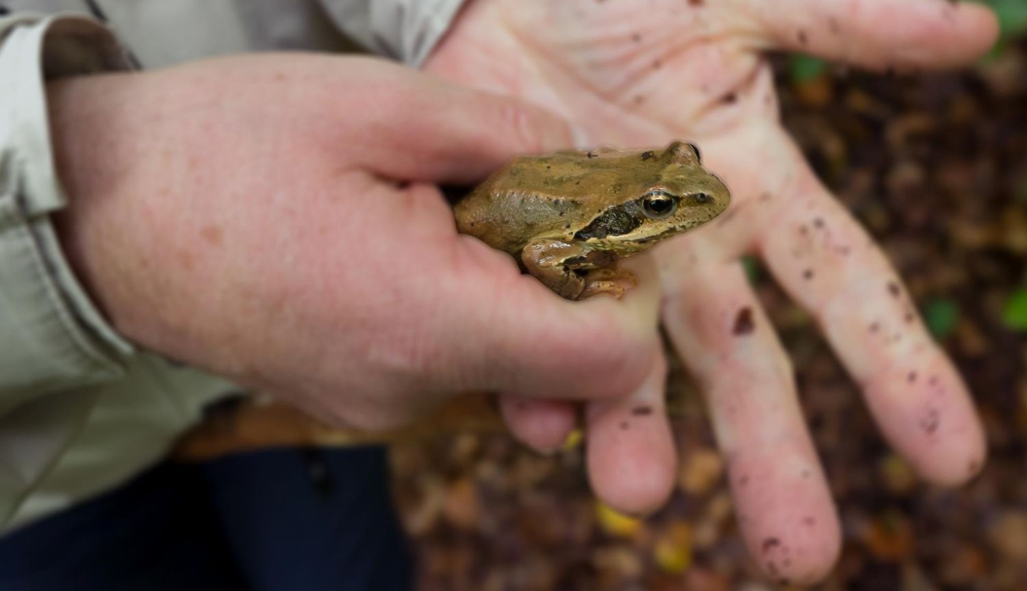 Hop to It! Ribbiting Frog Jokes for a Good Time