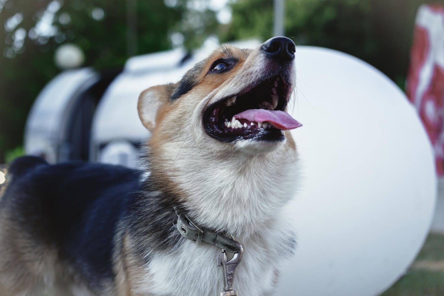 Best Dog Jokes to Share with Friends